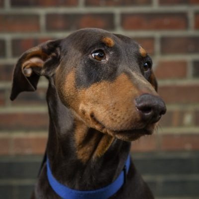 A Chat with Archer: Being a Therapy Dog at Creative Family Counseling ...