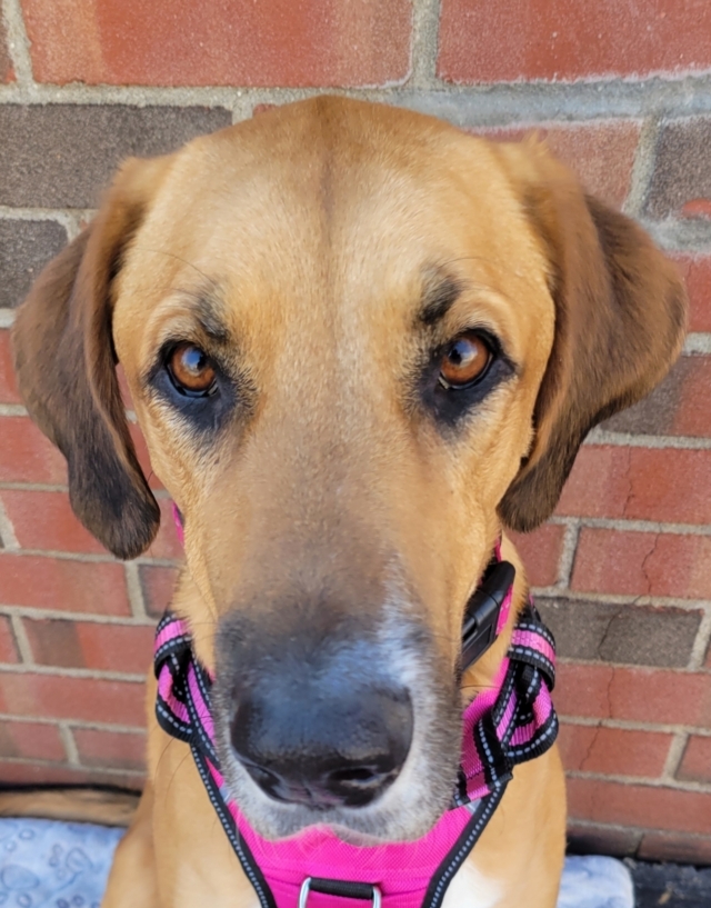 Welcoming Our Newest Therapy Dog – Kiki! - Creative Family Counseling